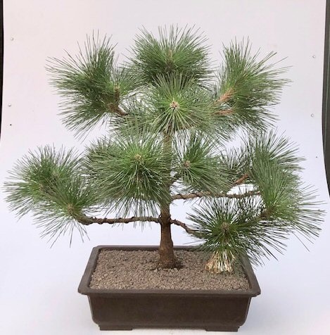 Japanese Black Pine Bonsai Tree Pinus Thunbergii Thunderhead Outdoor ...