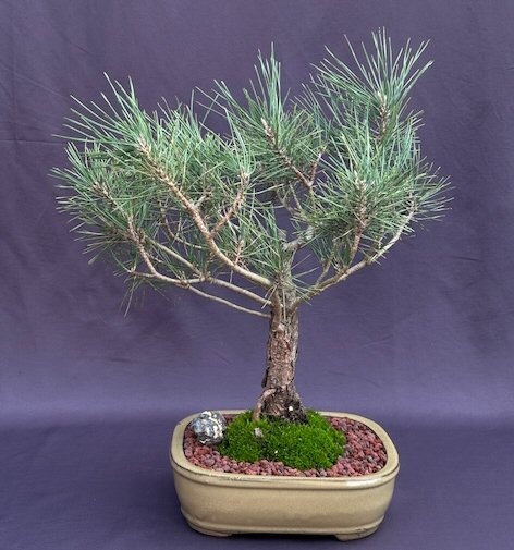 Buy Japanese Red Pine Bonsai Tree Online - Unique Evergreen Bonsai