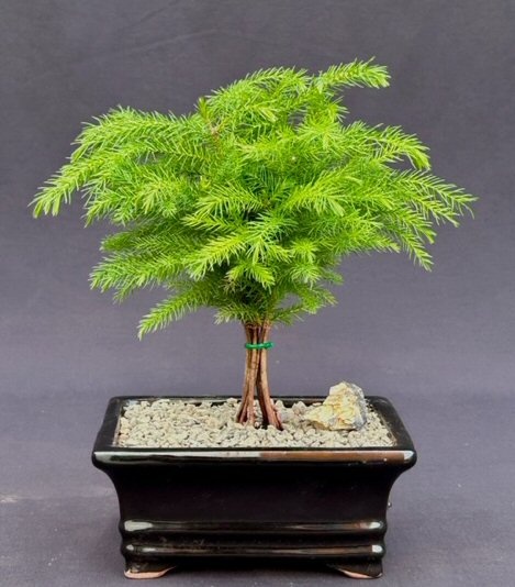 Norfolk Island Pine Bonsai Tree - Medium (Araucaria Heterophila)