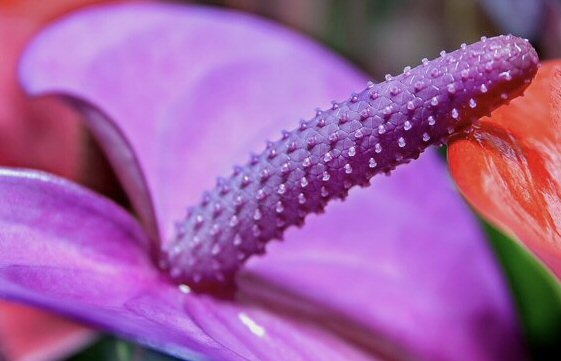 Flowering Purple Anthurium in Hawaiian Lava Rock Bonsai Tree (Anthurium ...