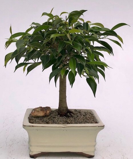 Buy Oriental Ficus Bonsai Tree - Medium Online | Ficus Benjamina ...