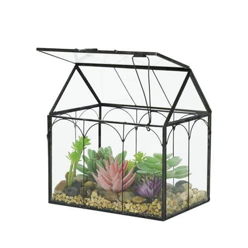 Buy Ferrisland Glass Terrarium Plants With Lid Online