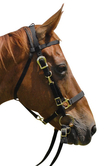 Buy Jeffers Nylon Combination Halter Bridle With Reins Online