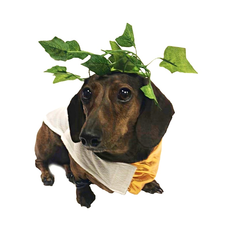 Midlee Toga Dog Costume