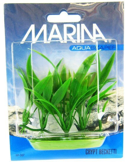 Buy Marina Foreground Crypt Beckettii Aquarium Plant Online - Enhance ...