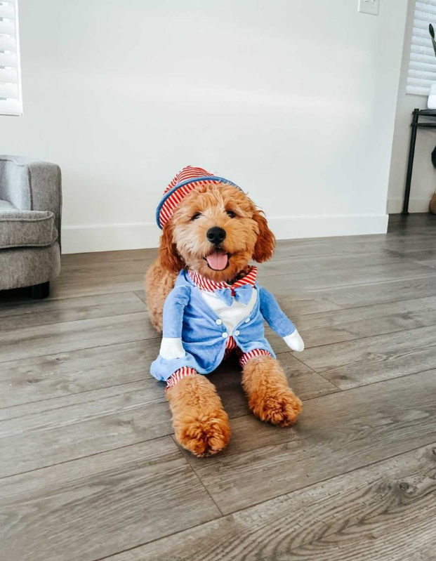 Midlee Uncle Sam 4Th Of July Fake Arms Dog Costume