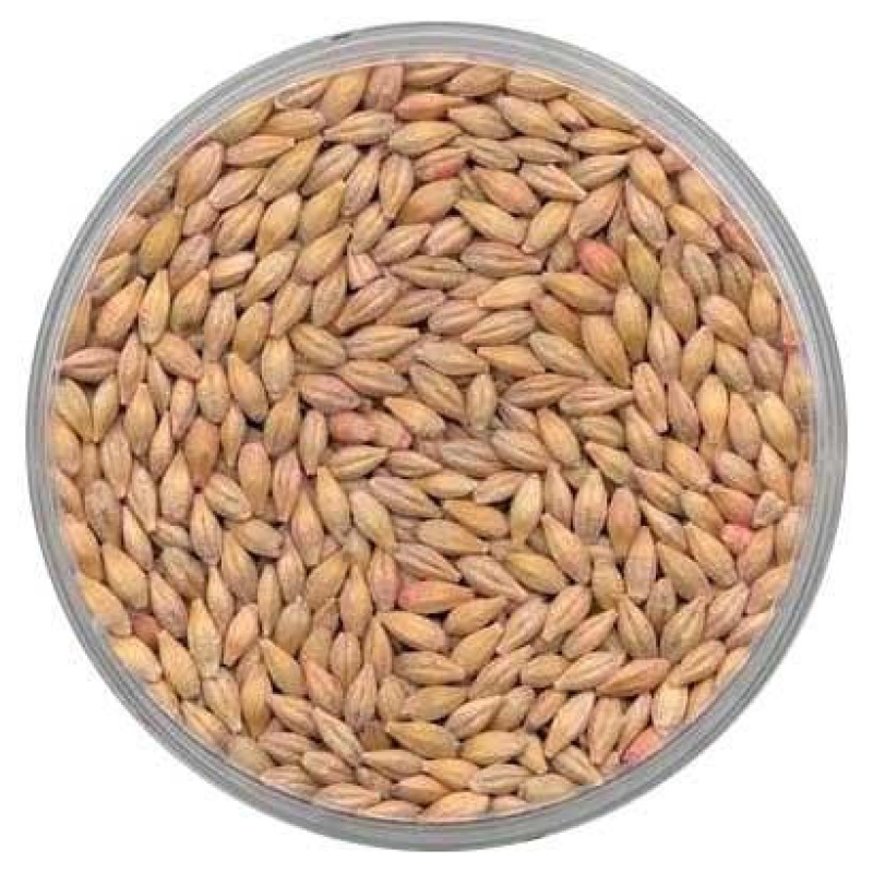 Buy 2-Row Barley Seed Online for Planting - Grow Your Own Malting Barley