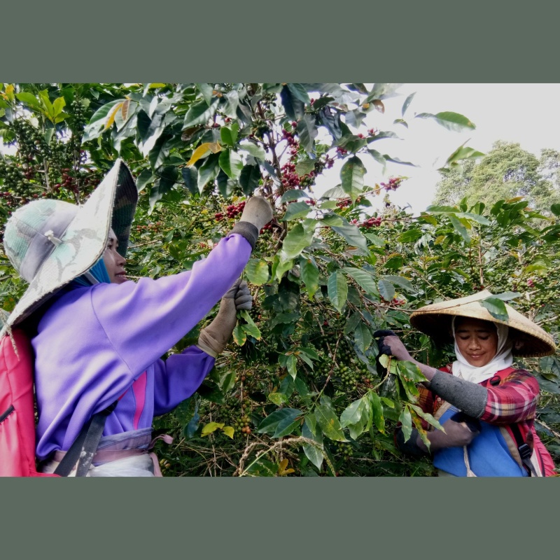 Buy Indonesia Java Preanger - Wet Process - Green Coffee Beans Online