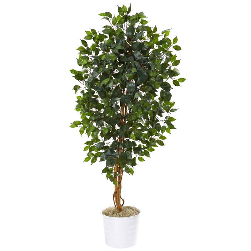 Large Artificial Ficus Tree in White Planter - 65 Inches Tall