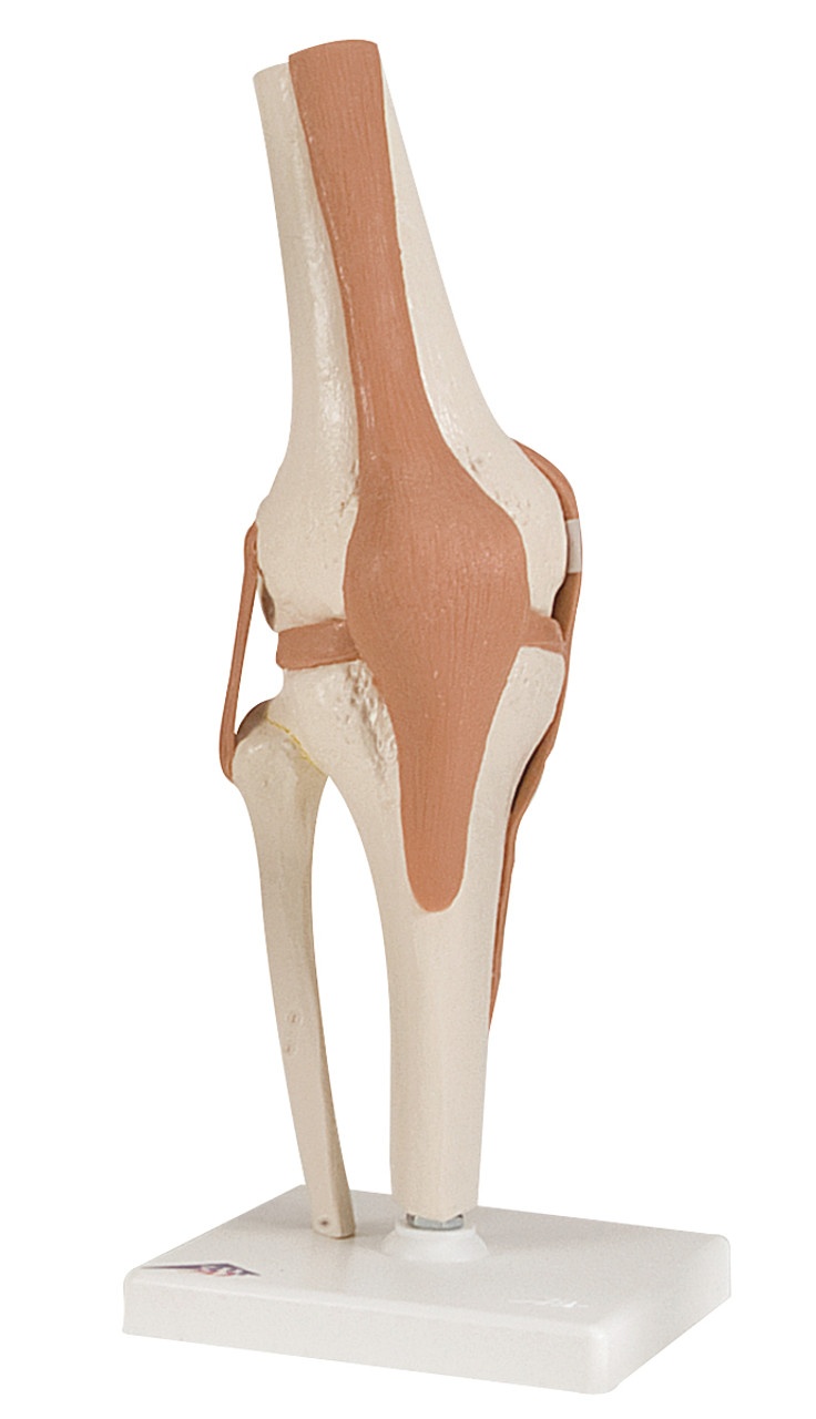Functional Knee Joint Model With 3B Smart Anatomy
