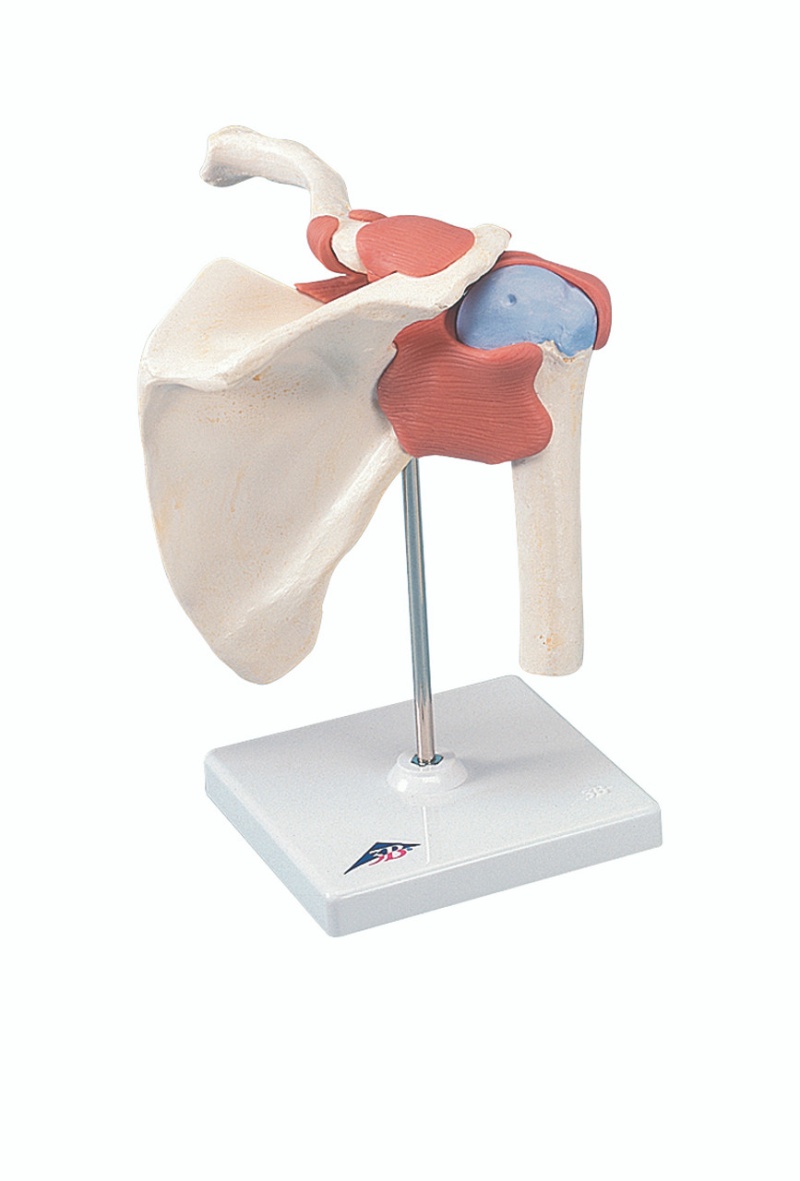 Functional Shoulder Joint Model With 3B Smart Anatomy