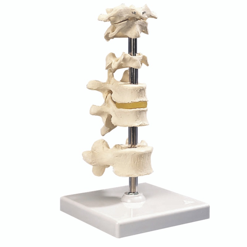 Anatomical Model Of 5 Mounted Vertebrae, 3B Smart Anatomy