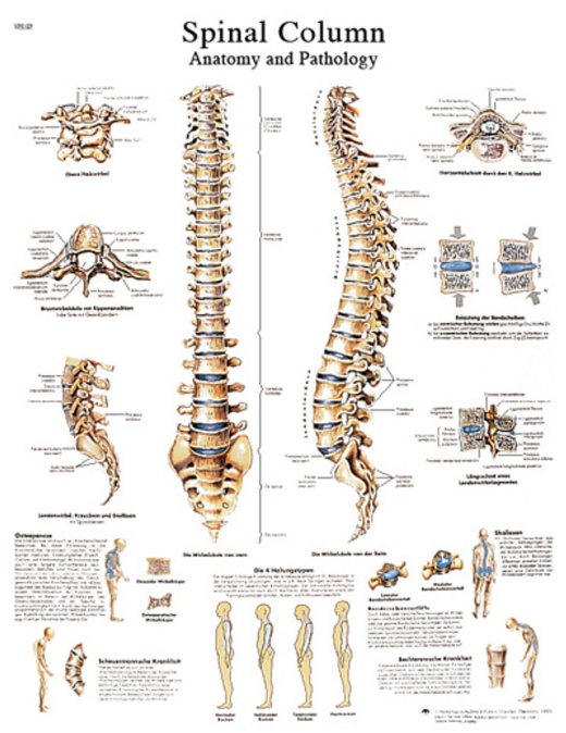 Anatomical Chart - The Spinal Column, Laminated